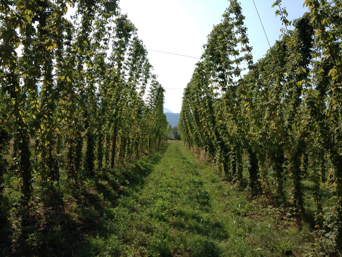 Test Hops: How to Know When They Are Ready to Harvest
