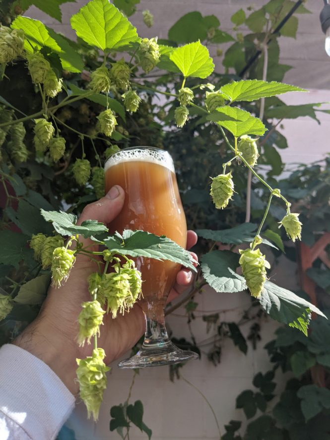 Fresh Hop Craft Beers to Enjoy This Fall in B.C.